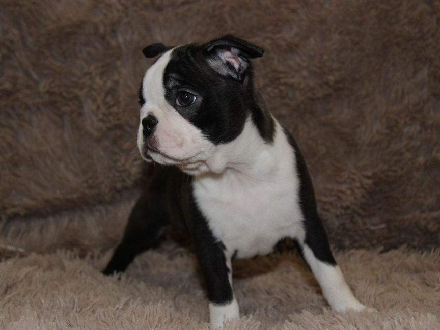 Мальчик Бостон терьер