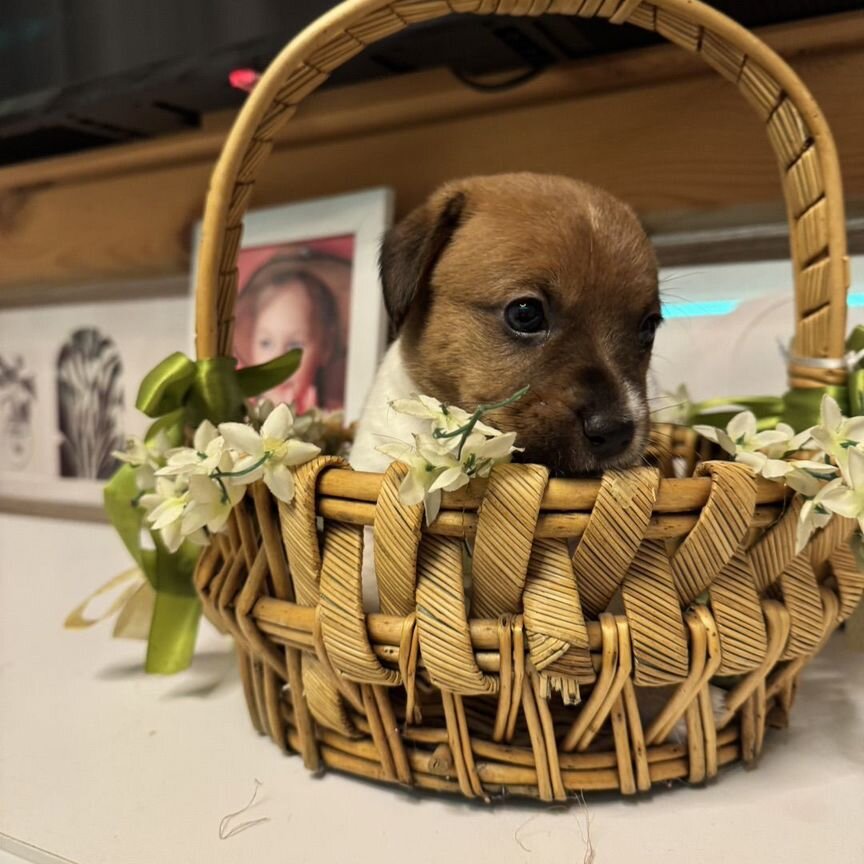 Щенки джек рассел терьер