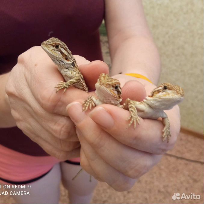 Бородатая агама