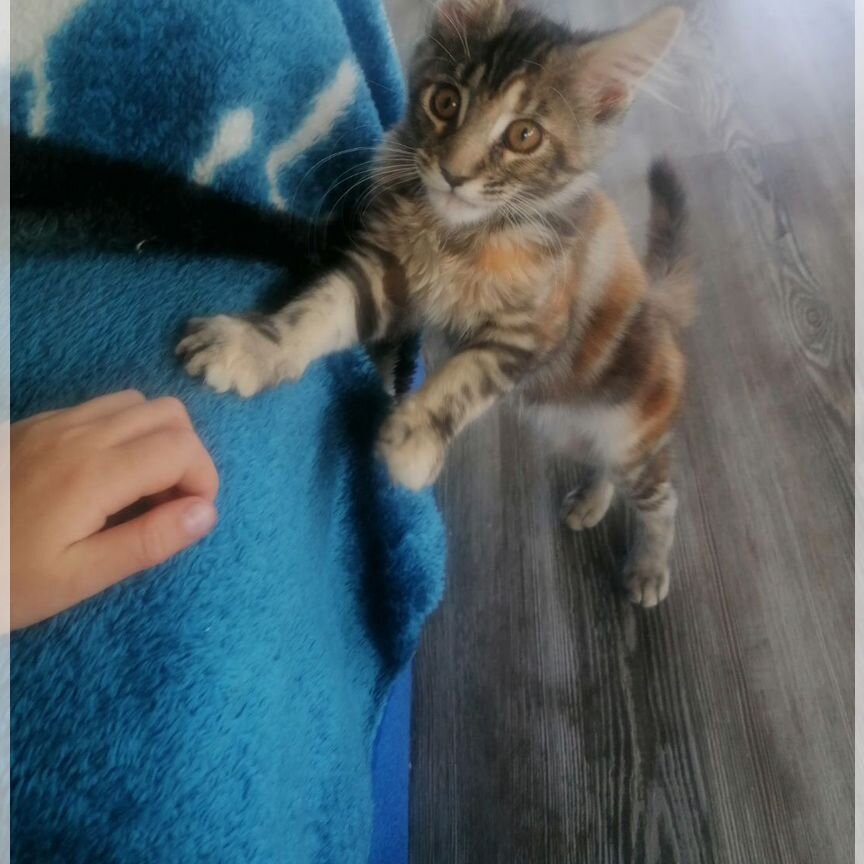 Мэйн-кун котёнок