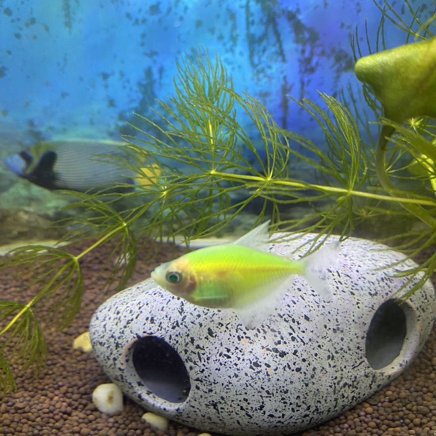 Отдам двух карамелек