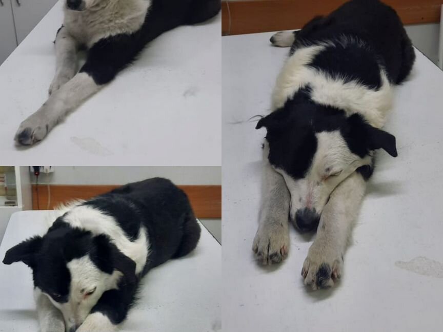 Щенок в добрые руки бесплатно