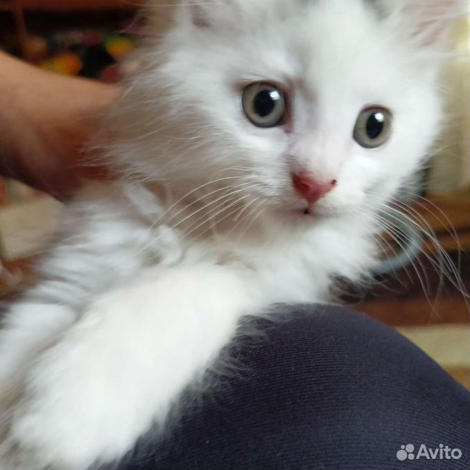 Просто котики