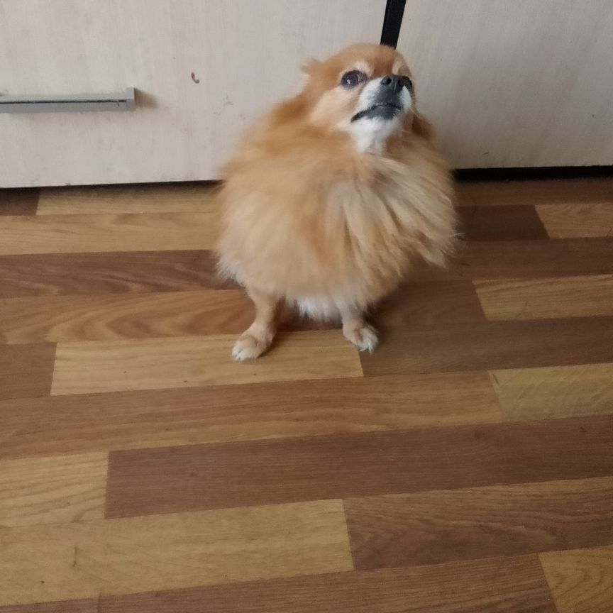 Шпиц чистокровная с клеймом девочка 2 года