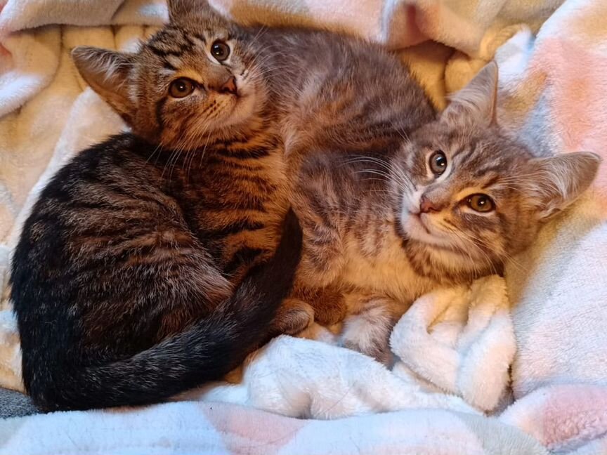 Котята 2 мес в добрые руки бесплатно