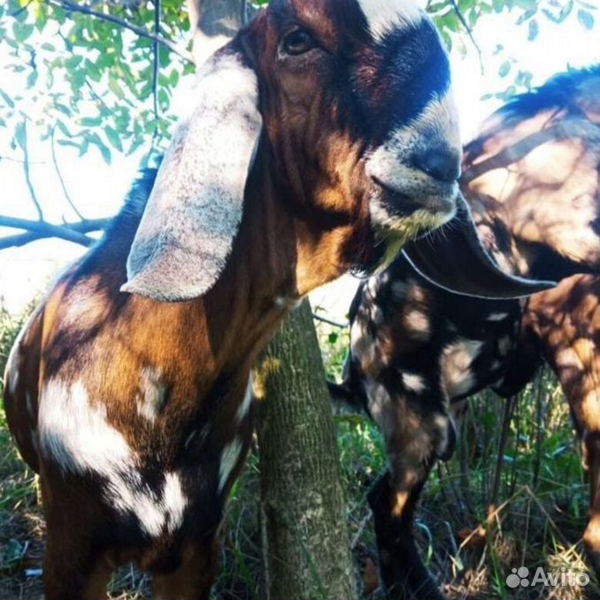 Козлы на племя