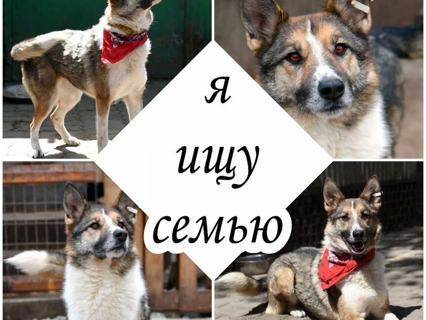 Маруся ищет дом