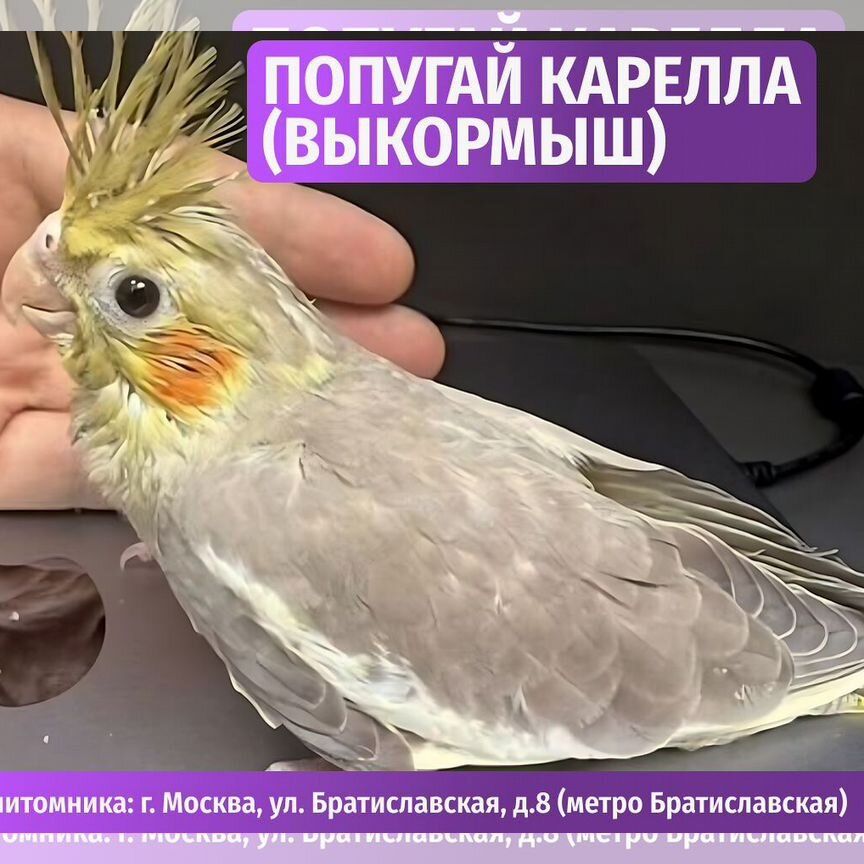 Попугай Карела выкормыш