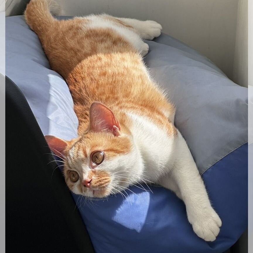 Взрослый кот в добрые руки