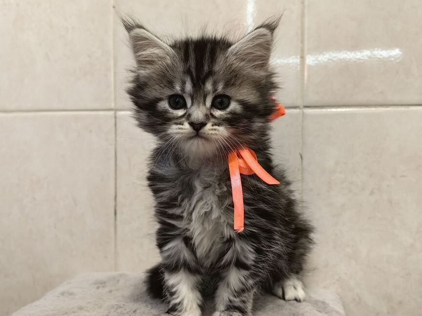 Котята мейн-кун бесплатно