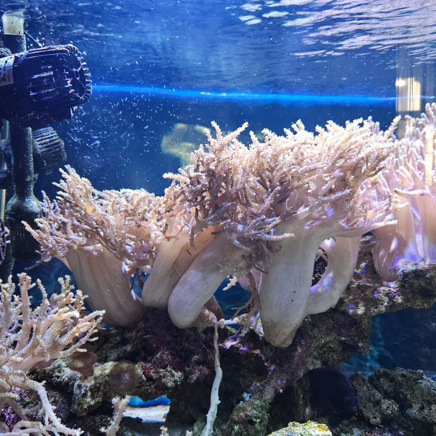 Синулярия, корнулярия