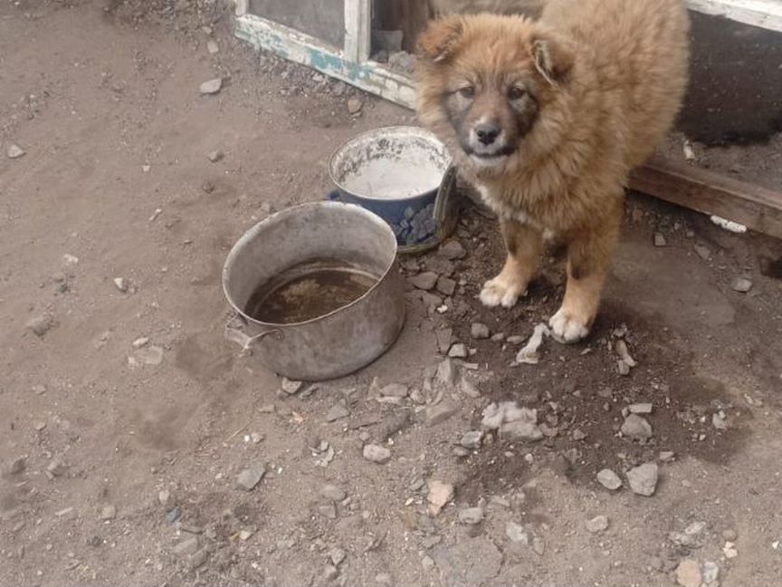 Собака
