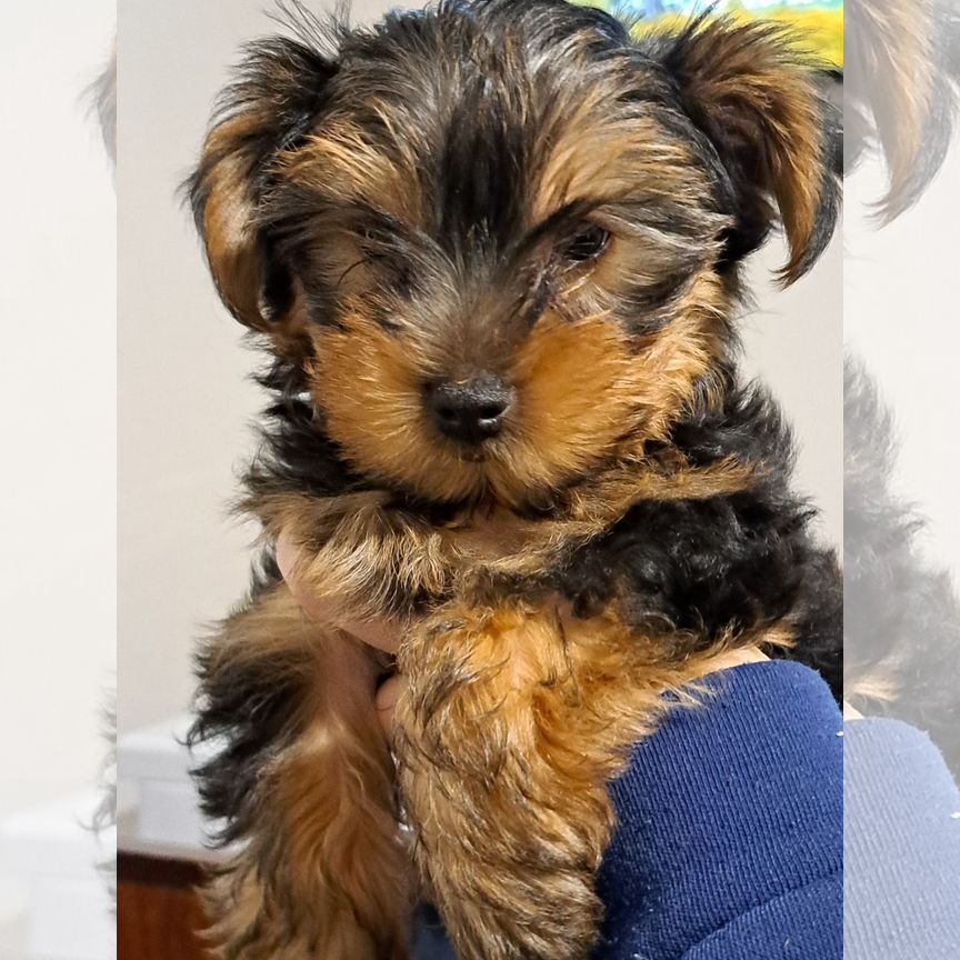 Йоркширский терьер, щенок