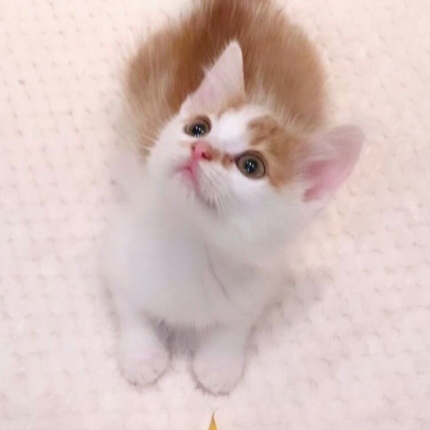 Котёнок