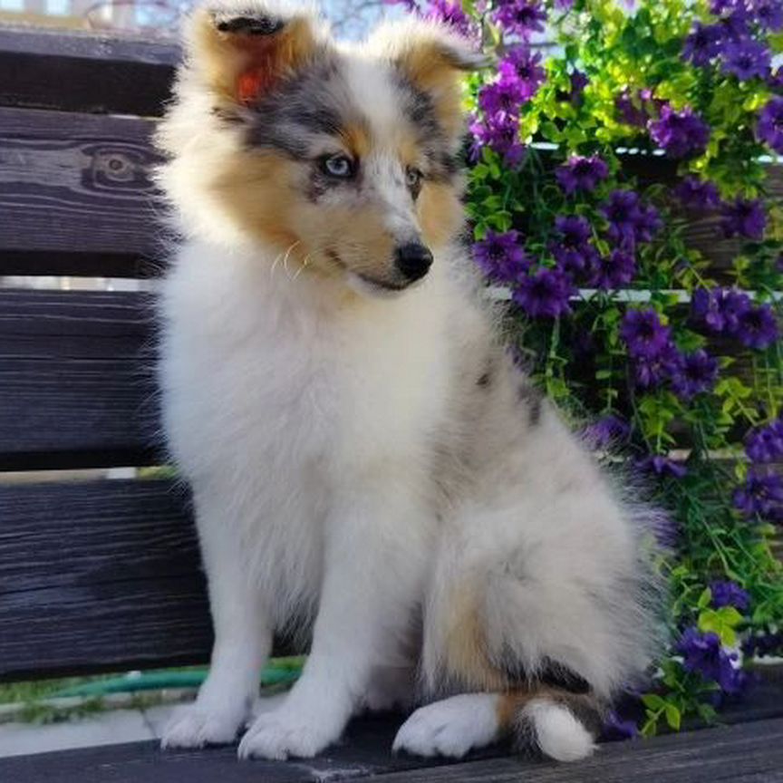 Шелти, щенок