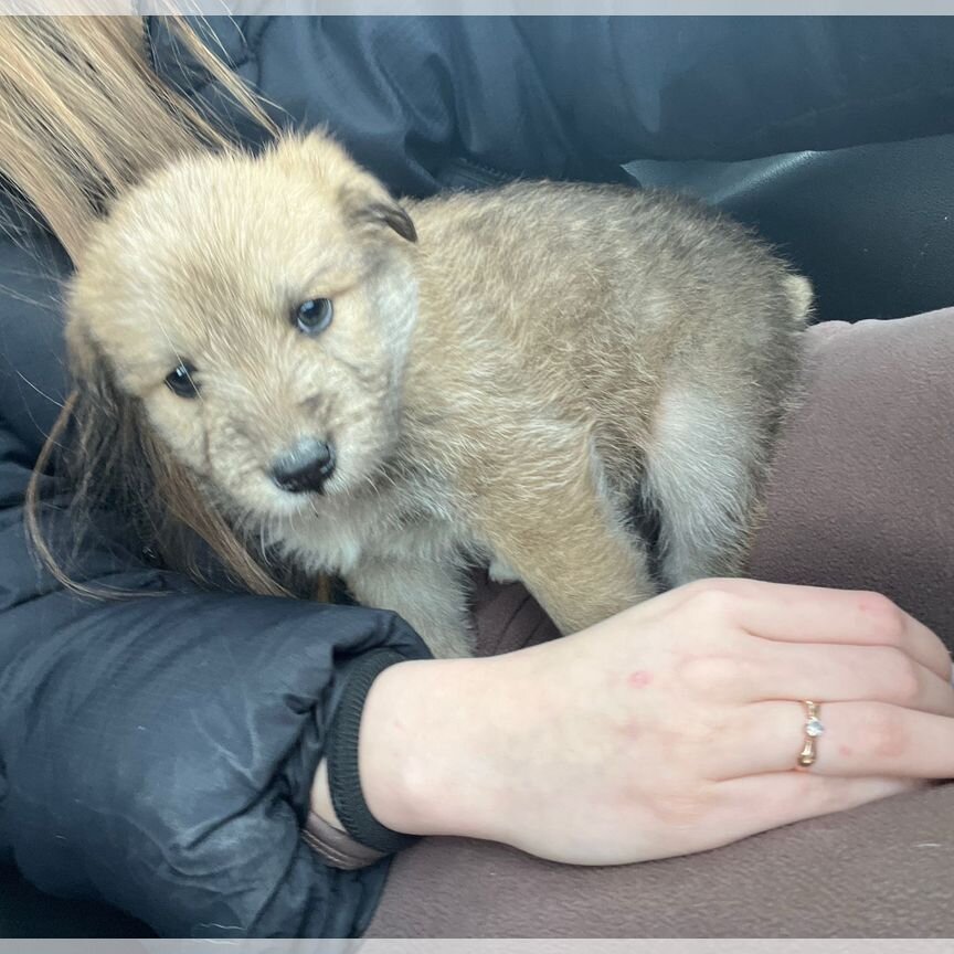 Щенок в добрые руки