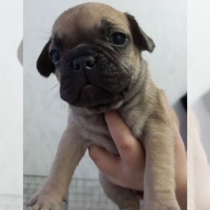 Французский бульдог, щенок