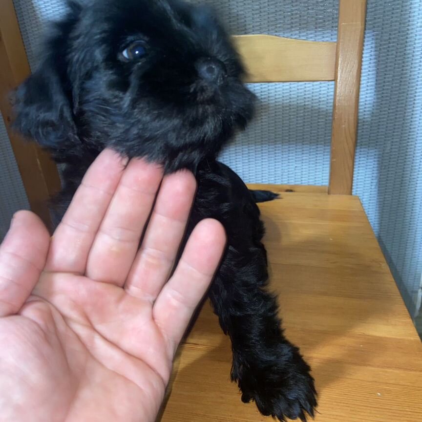 Щенок ерка мальчик