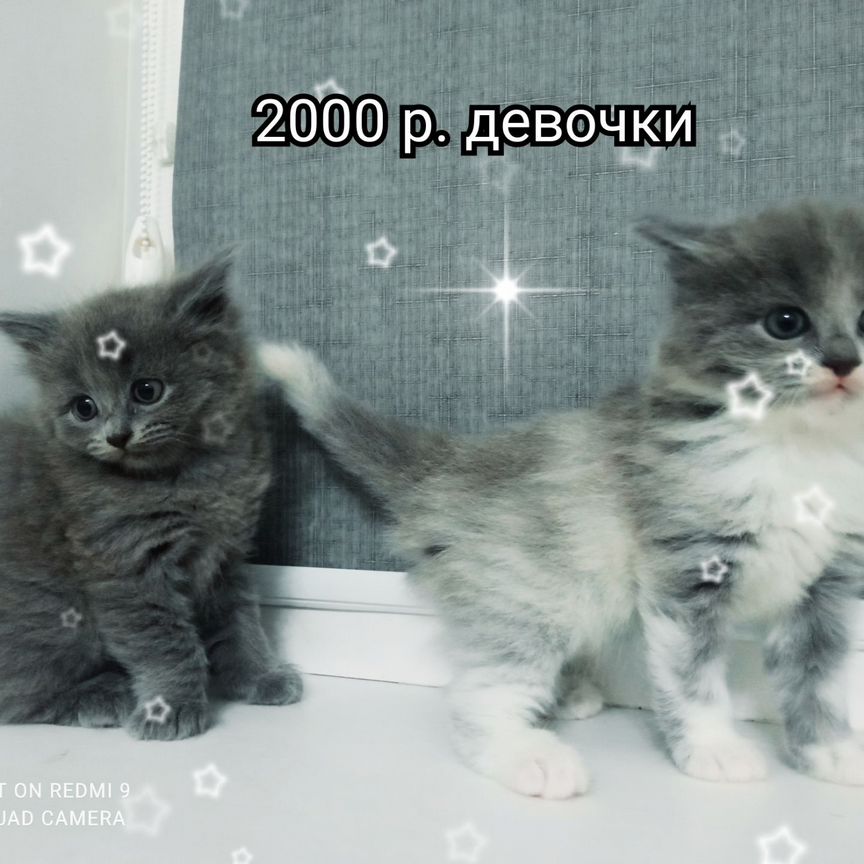 Котятки милахи