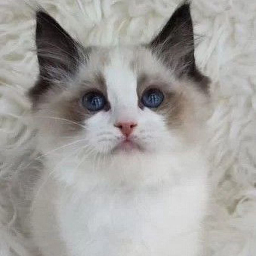 Serkan, рэгдолл ручной ласкуша