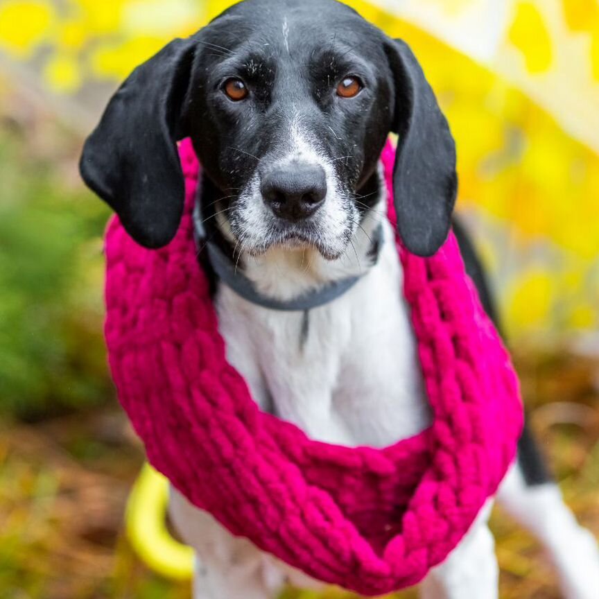 Взрослая собака в добрые руки