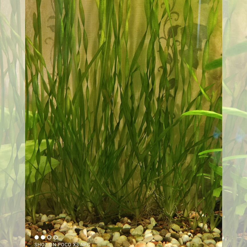 Растения в аквариум