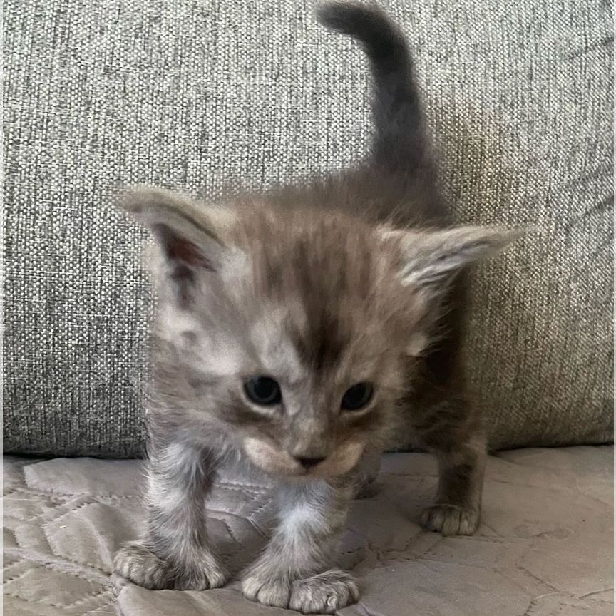 Мейн-кун котёнок