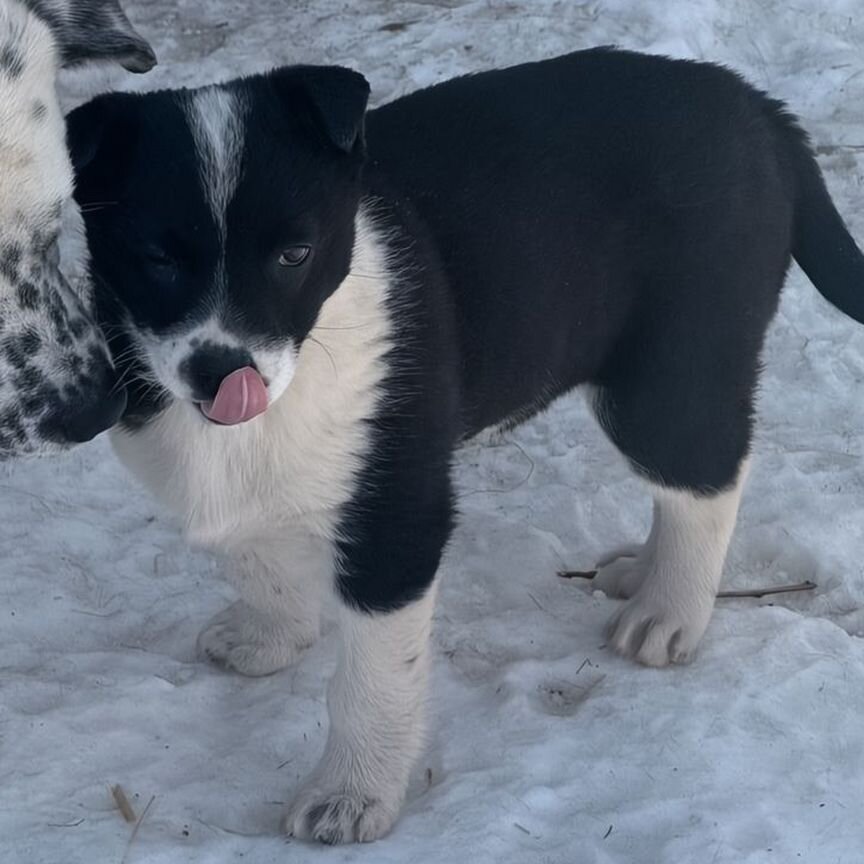 Щенок в добрые руки