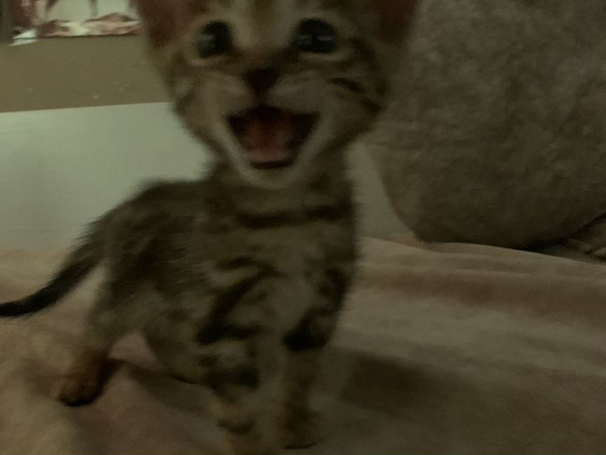 Бенгальские котята