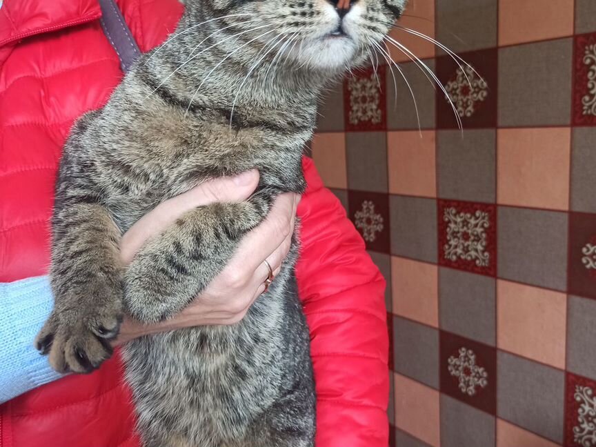 Молодого кота из Осетии с документами