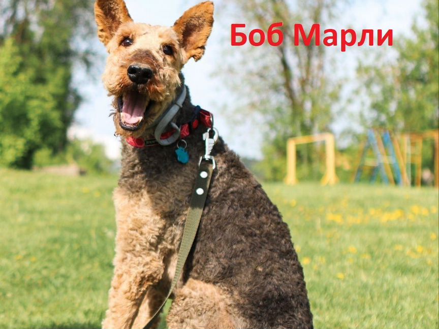 Ищет дом эрдельтерьер Боб Марли, 6-8 лет