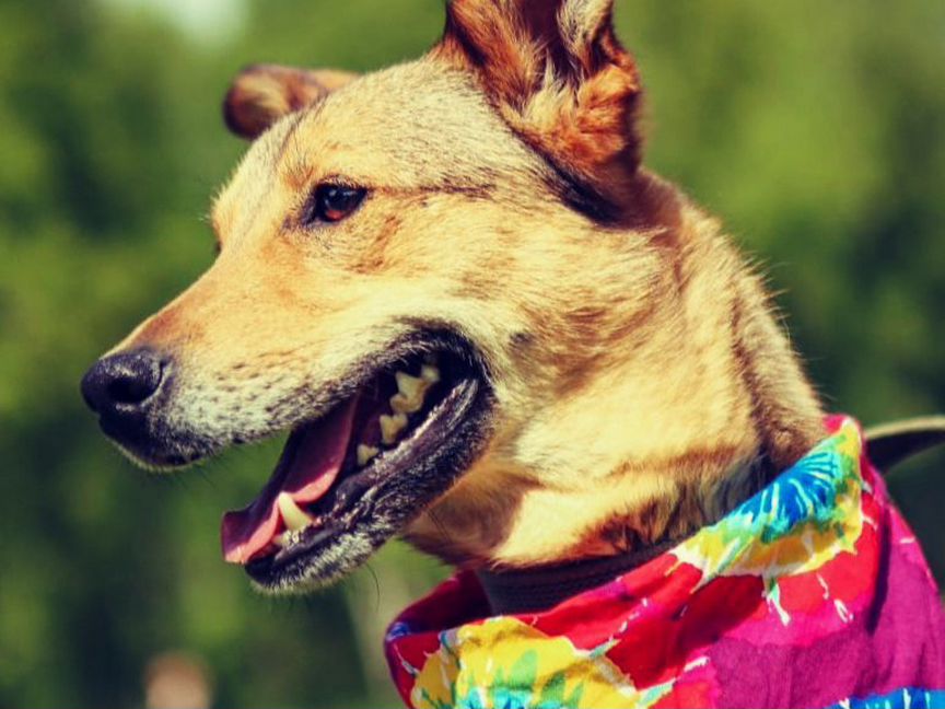 Одри ищет дом