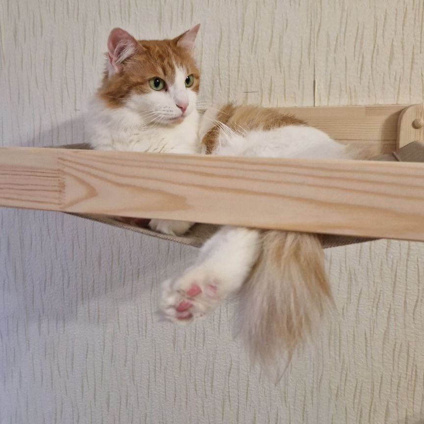 Кошки