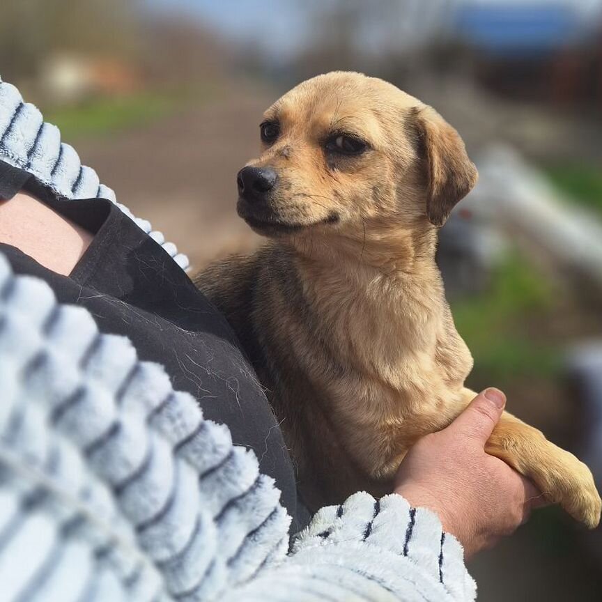 Щенок в добрые руки