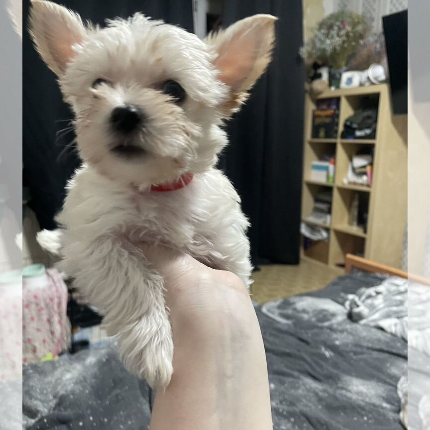 Йоркширский терьер, щенок