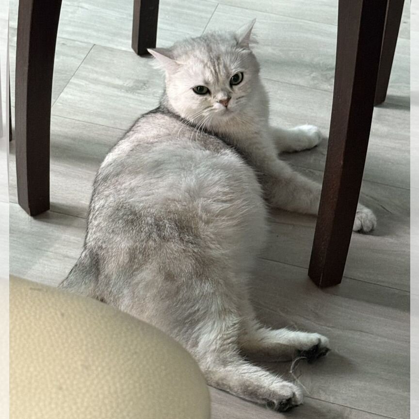 Шотландская кошка