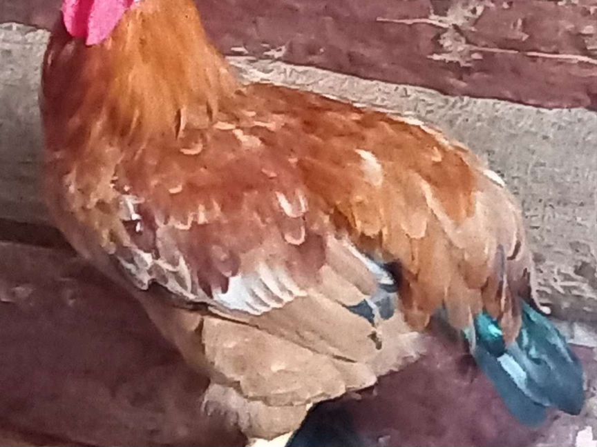 Петушки молодые