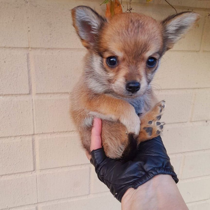 Чихуахуа, щенок