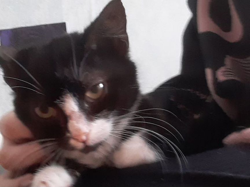 Чёрный кот и белая кошка (котята)