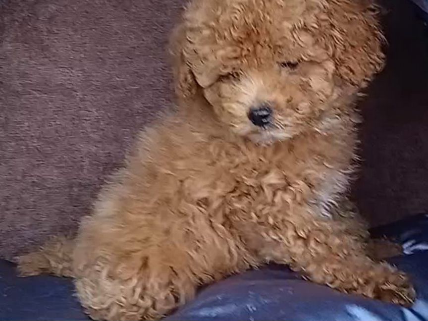 Той-пудель игрушечный мальчик