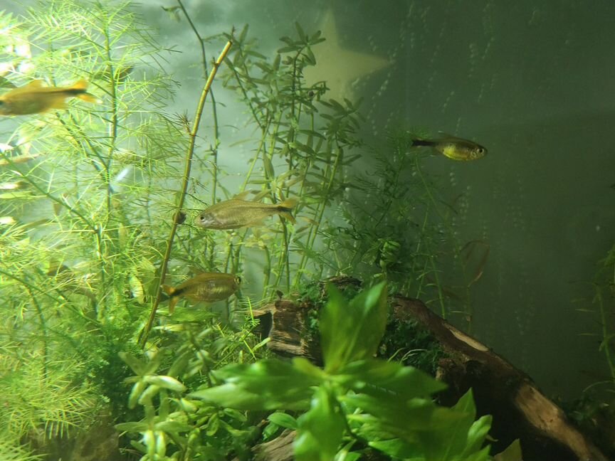 Аквариумные рыбки