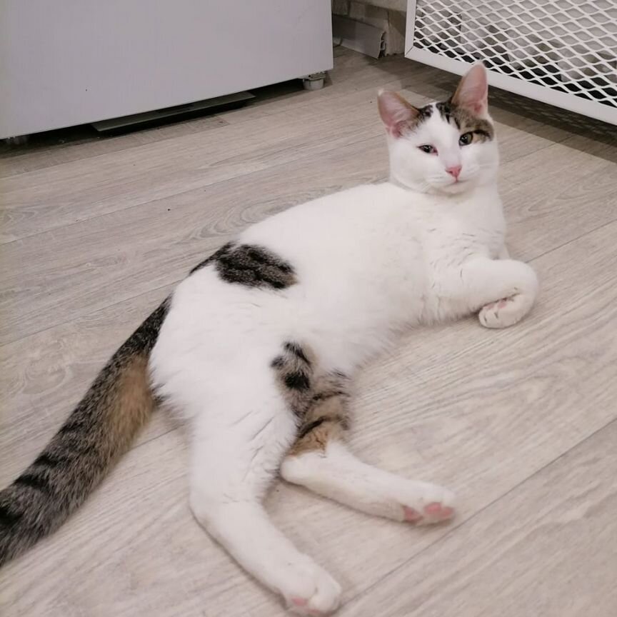 Спокойный,ухоженный котик для семьи