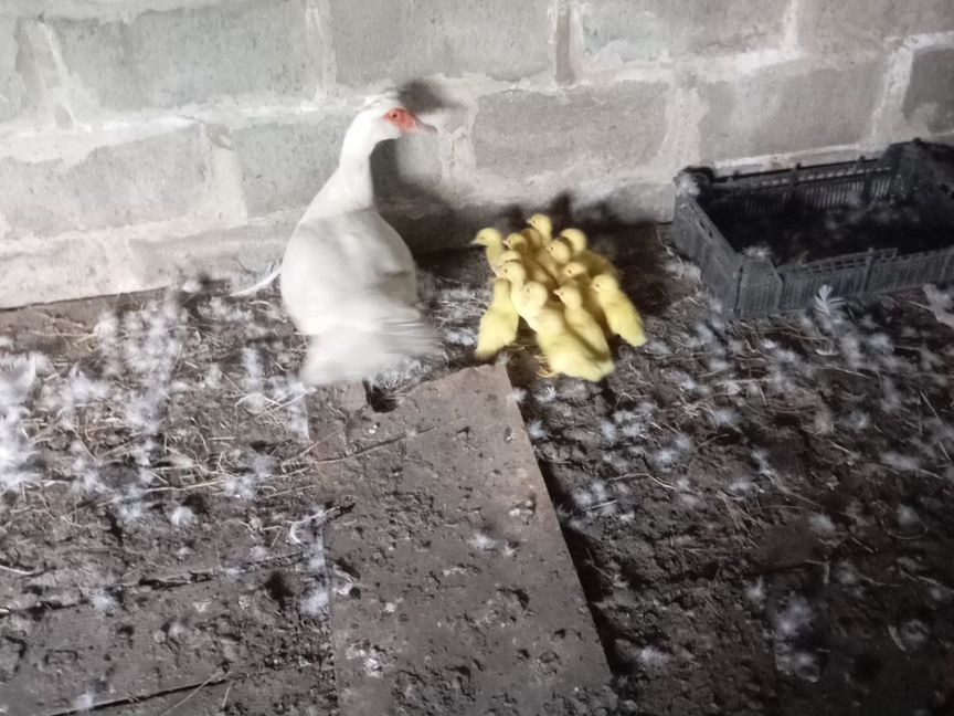 Индоутка с утятами