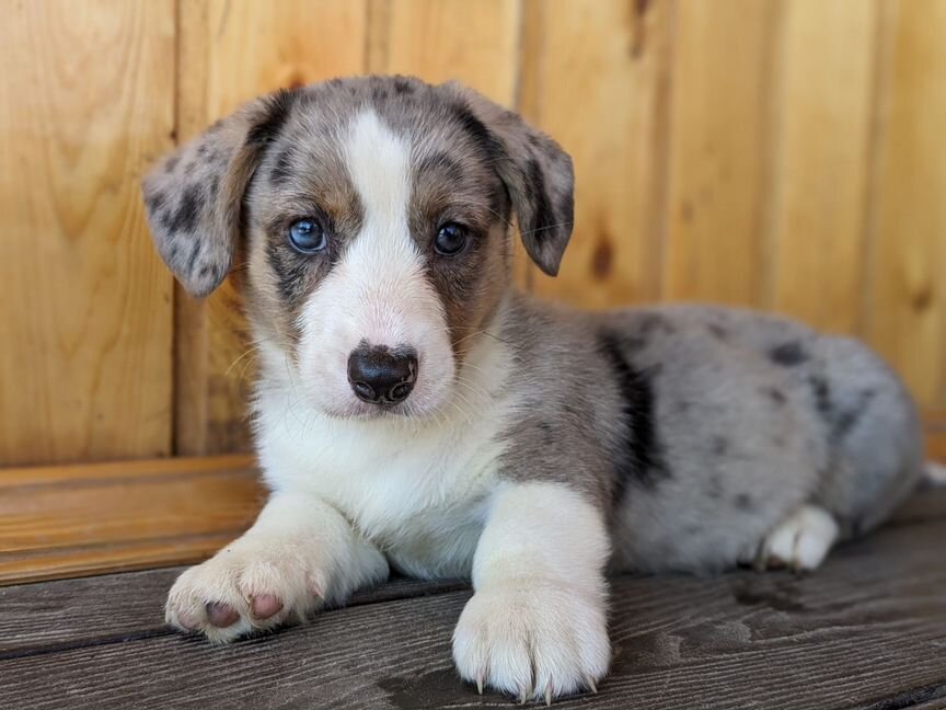 Вельш-корги кардиган