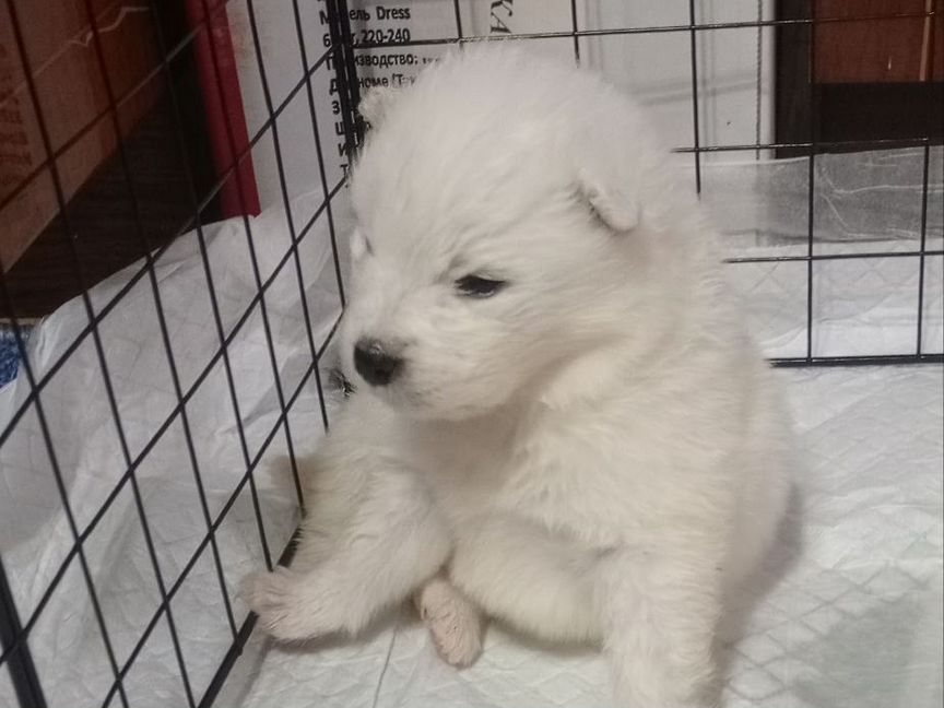 Щенки самоеда