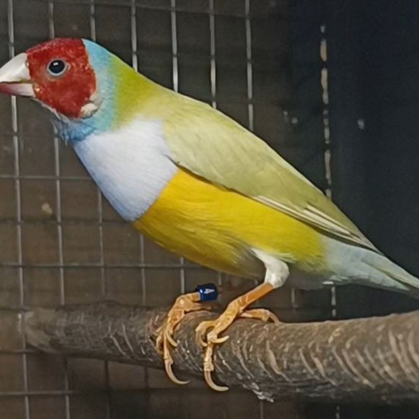 Самец Гульда 1,5 года