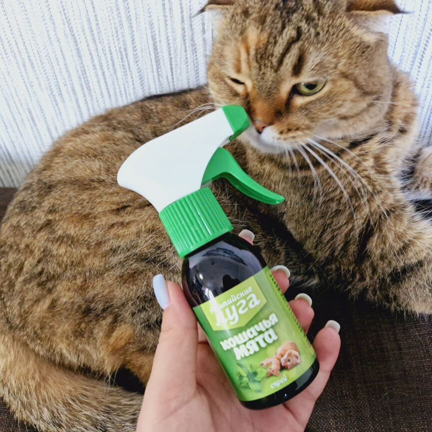 Кошачья мята спрей
