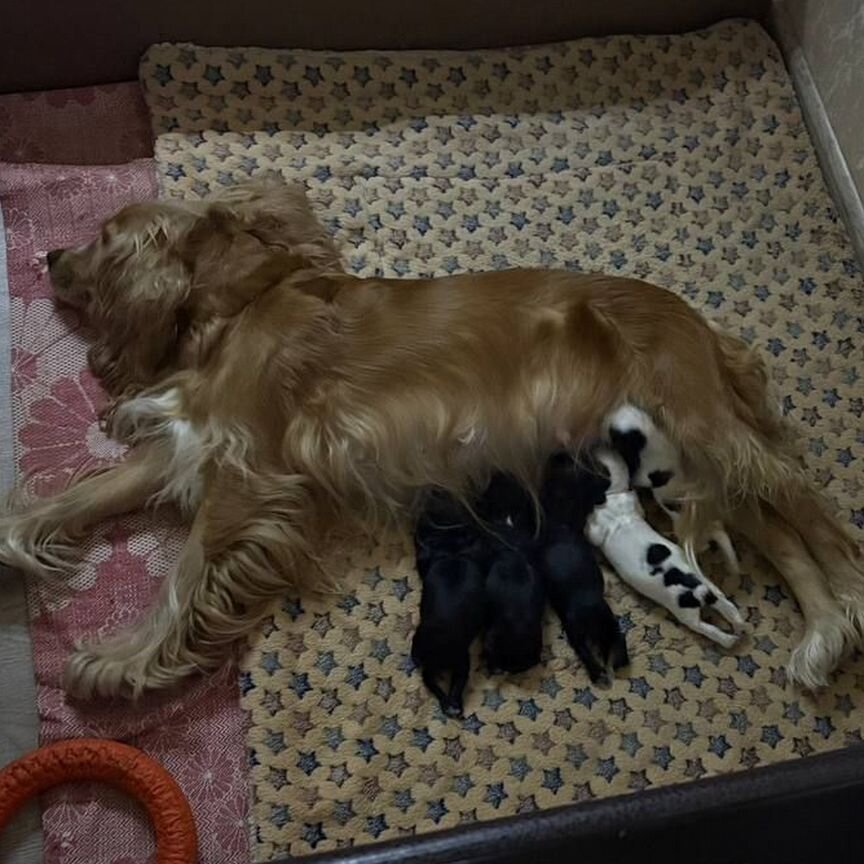 Русский охотничий спаниель, взрослая собака