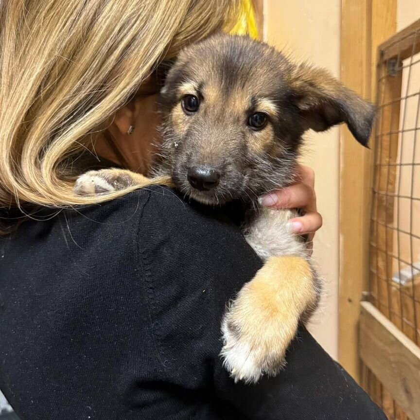 Малышка в добрые руки