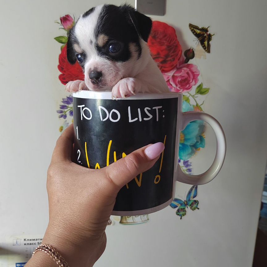 Настоящее миники чихуахуа с документами, чип